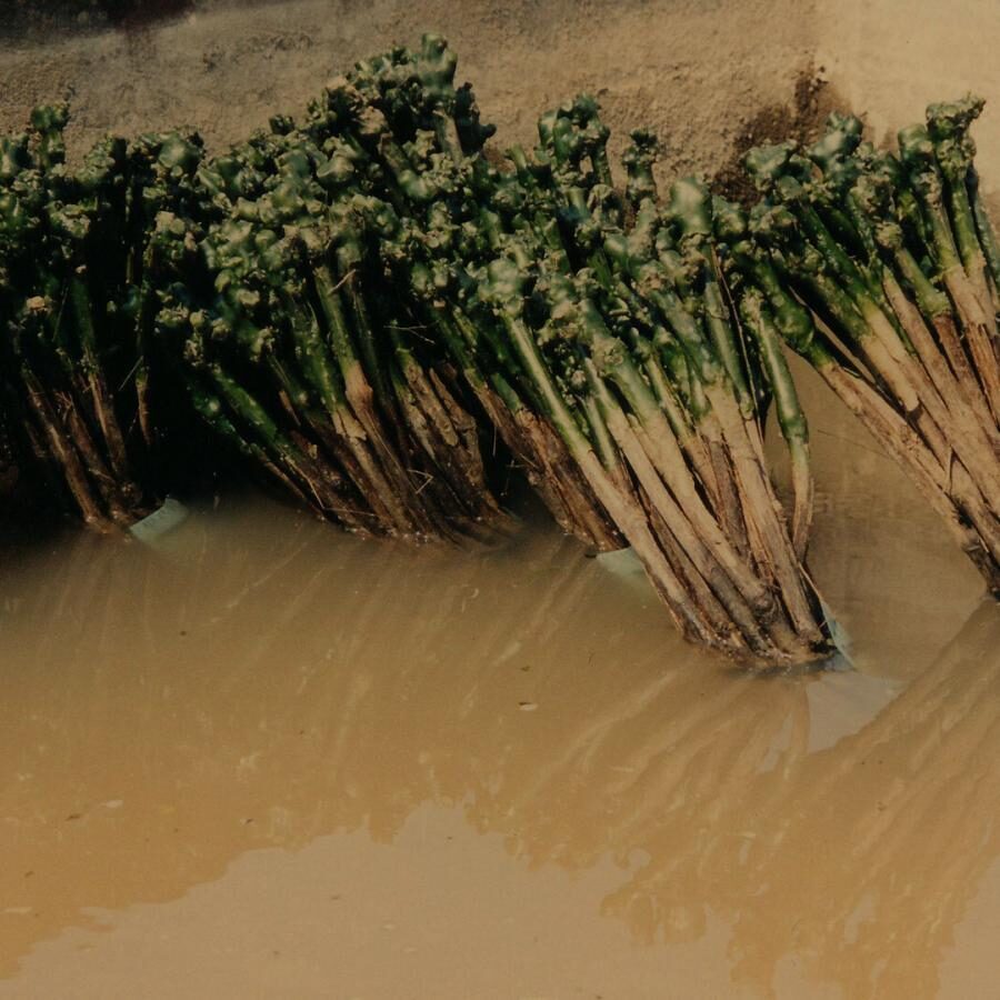 Adopt a vine - Reestlandhoeve